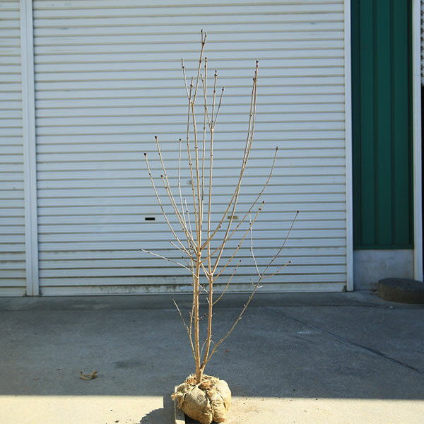 商品説明 落葉樹 3-4月頃に白色の可愛いお花を咲かせるガマズミの仲間です。 秋にはちいさな赤い実をつけるので、落ち着いた和の庭園に向きます。撮影：11月 ＊数量物商品となりますので、写真とは若干樹形などは異なります。 ＊季節により状態は異...