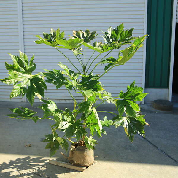 商品説明樹種：ヤツデ（緑葉）日陰がちの所でもよく育ち、虫もつきにくい優秀な下草素材です。スタンダードな緑葉品種！ほとんど見かけない超美品です。撮影：2月＊写真の現品商品のお届けとなります。＊葉の状態は季節により異なります。＊ポットの形状材質...