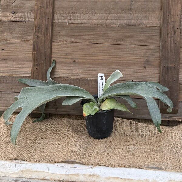 商品説明 ウラボシ科　コウモリラン属 撮影：1月 ※写真は見本となります。樹形やボリュームなど多少異なります。 ※植物ですのでお届け時期により状態は変わります。葉の展開により表記サイズと異なる場合があります。 サイズ 鉢径：約6.5cm(9...