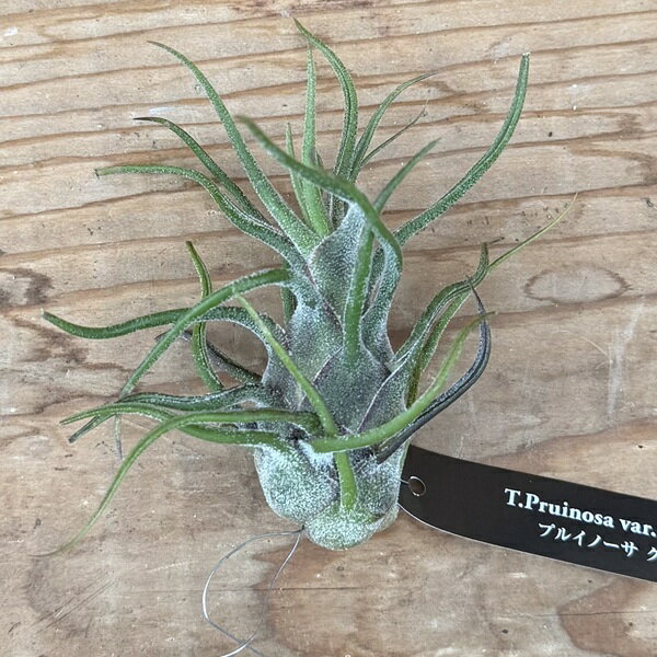 商品説明 科目：パイナップル科／属名：チランジア属／花言葉：不屈／非耐寒性多年草 耐寒温度約10℃（環境・生育状況により変わります） 撮影日：1月 ＊数量ものの為、写真と若干形状が異なる場合がございます。ご購入時期により開花中、開花後の場合...