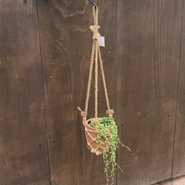 商品説明 学 名：Senecio rowleyanus　科属名：キク科 セネキオ属 撮影日：2月 ※写真は見本となります。樹形やボリュームなど多少異なります。 ※植物ですのでお届け時期により状態は変わります。 ※鉢の色や形状が変更となる場合...