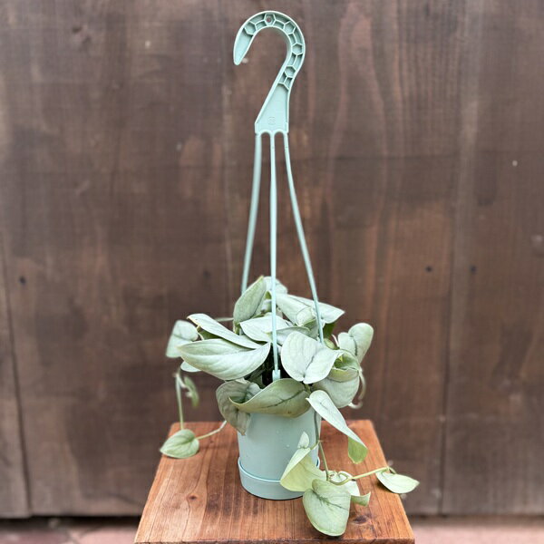 商品説明 科目：サトイモ科／属名：スキンダプサス属／半耐寒常緑多年草／耐寒温度5℃（環境・生育状況により変わります） 撮影日：2月 ※写真は見本となります。樹形やボリュームなど多少異なります。 ※植物ですのでお届け時期により状態は変わります...