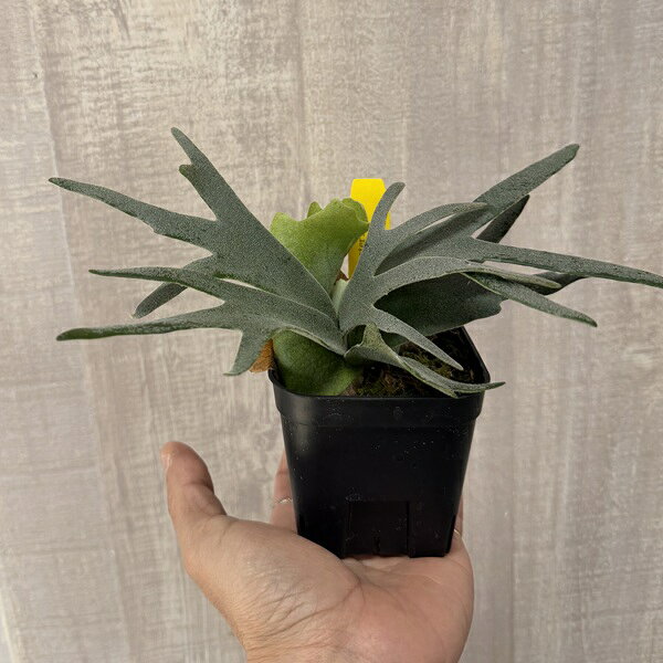 商品説明 ウラボシ科　コウモリラン属 撮影：2月 ※写真は見本となります。樹形やボリュームなど個体差があります。 ※植物ですのでお届け時期により状態は変わります。葉の展開により表記サイズと異なる場合があります。 サイズ 鉢径：約8cm　全高...