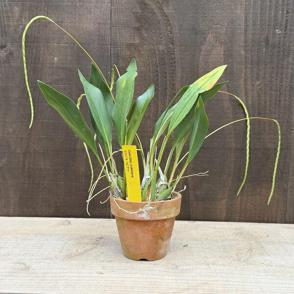 商品説明 ラン科　セロジネ属 撮影：3月 ※写真は見本となります。樹形やボリュームなど個体差があります。 ※植物ですのでお届け時期により開花状況は変わります。 ※葉の傷、折れ、黒点などがある場合もございます。 サイズ 鉢径：約9cm　全高：...