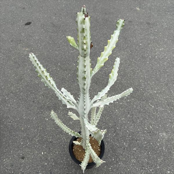 商品説明 ホワイトチョコレートをコーティングしたような、 とっても美味しそうな見た目のユーホルビアです。 独特の見た目と形から、インテリアプランツとしても人気の高い希少種です。　 科目：トウダイグサ科　ユーフォルビア属　原産地：南アフリカ　...