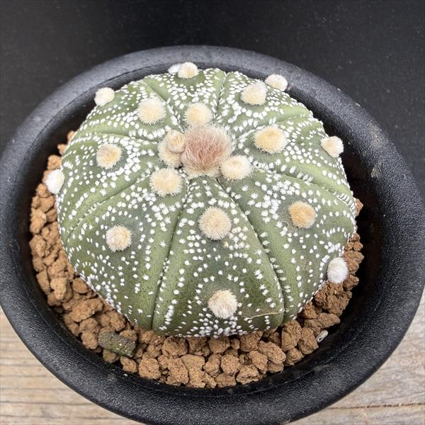 商品説明 兜丸は、半円形のとげなしサボテンです。 昔から愛好家も多い品種でしたが、近年とくに人気が高まっています。 黄色いお花を咲かせます。 科目：サボテン科 　アストロフィツム属　原産地：テキサス州南部からメキシコ北部 撮影：2026年2...