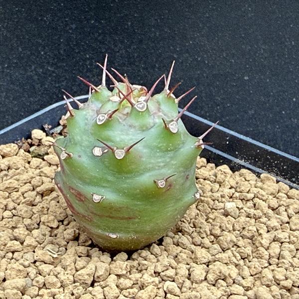 商品説明 ユーフォルビア　パキポディオイデスは、パキポディウムに似た、という意味を持つ、ユーフォルビアの一種です。 ずんぐりむっちりした塊根部分から、大きめの葉を展開させます。 葉の裏側は赤紫でとても美しいです。 科目：トウダイグサ科 　ユ...