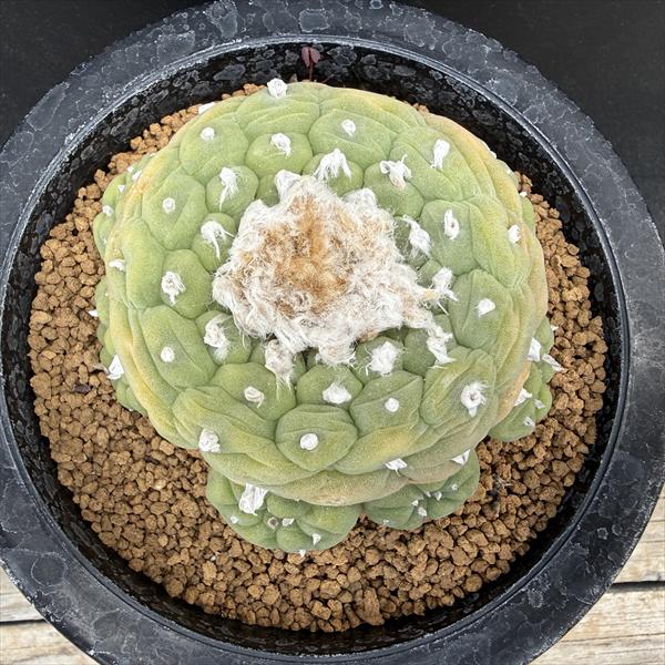 商品説明 青白く粉を吹いたようなもちもちしたお饅頭からピンクのお花を咲かせる銀冠玉。 銀冠はロフォフォラの中でも人気です。 科目：ロフォフォラ属 　原産地：アメリカ合衆国南西部〜メキシコ中部 撮影：2025年1月23日 ＊写真の現品をお届け...