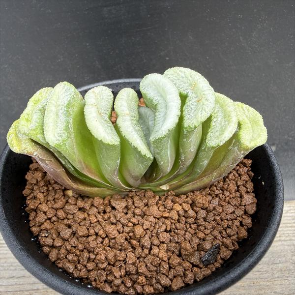 商品説明 ハオルチアの中でも、玉扇(ぎょくせん）は半透明の「窓」をもち、「窓」部分がさまざまな模様になり独特の雰囲気になります！ 窓が曇ったような変わった色味の玉扇です。 科目：ツルボラン科(ユリ科)　 ハオルチア属 　 撮影：2026年1...