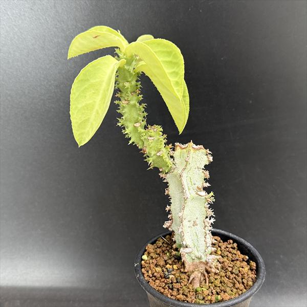 商品説明 細かい刺をつけたボディから大きい葉を展開させる、 モナデニウム　アルボレッセンス。 まだまだ小さい株ですが、幹が太く大きく成長すると迫力がでてきますよ！ 科目：トウダイグサ科　モナデニウム属　原産地：タンザニア 撮影日：2026年...