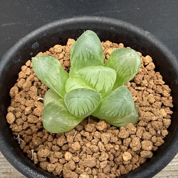 商品説明 プルプルのゼリーみたいな窓が美しいハオルシアです。 透明窓が美しいです。 科目：ツルボラン科(ユリ科)　 ハオルチア属 　原産地：南アフリカ 撮影：2026年2月7日 *数量ものの為、写真と若干形状が異なる場合がございます。 サイ...