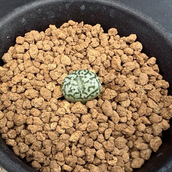 商品説明 コノフィツムはメセンと呼ばれる冬型多肉植物の代表種です。 外敵から身を隠すために、小石に似せた姿になっています。 美しくはっきりした模様が美しいウルスプルンギアナムです。 暑い時期は休眠し、秋から冬にかけ脱皮して成長します。 ※4...