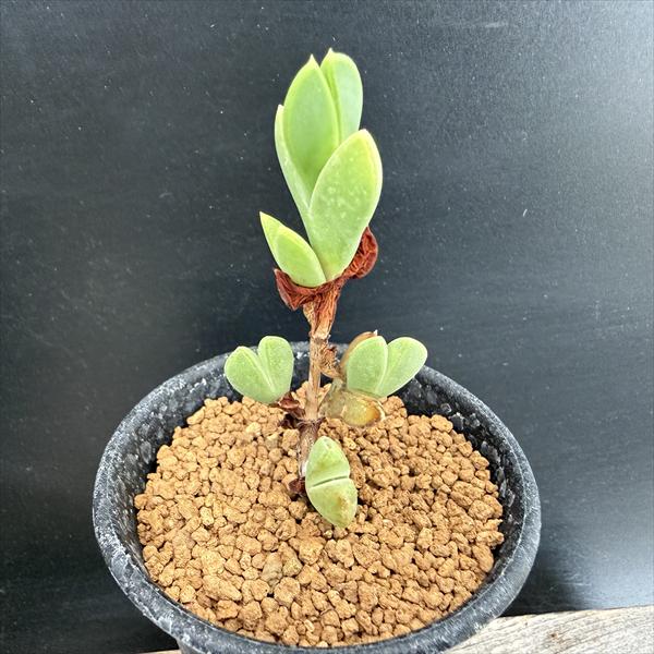 商品説明 ブラウンシア　アピクラータは、和名：青稚児。小さい葉を付けまっすぐ伸びる、かわいいメセンの仲間です。 冬型植物で、濃いピンク色の花を咲かせます。 科目：ハマミズナ科 　ブラウンシア属 　原産地：南アフリカ 撮影日：2026年2月7...