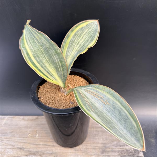 商品説明 マッソニアナは、一枚の葉を大きく展開させる、特異なサンセベリアです。 斑入りで美しく、希少な品種です。 科目：リュウゼツラン科　サンスベリア属 　原産：アフリカ 撮影：2026年1月16日 ＊写真の現品をお届けします。 サイズ 葉...