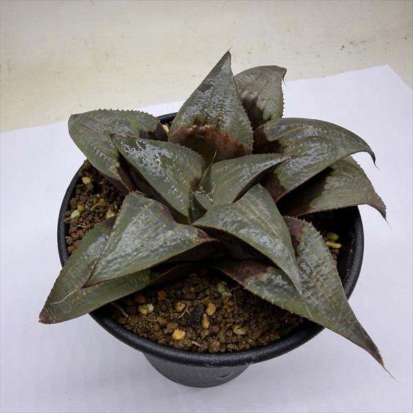 商品説明 名人Y氏実生作出のとっても美しいバディアです。 肉厚で透明度の高く先がとがった美しい葉です。 No.37と書かれています。 科目：ツルボラン科(ユリ科)　 ハオルチア属 　原産地：南アフリカ 撮影：2026年1月20日 ＊写真の現...