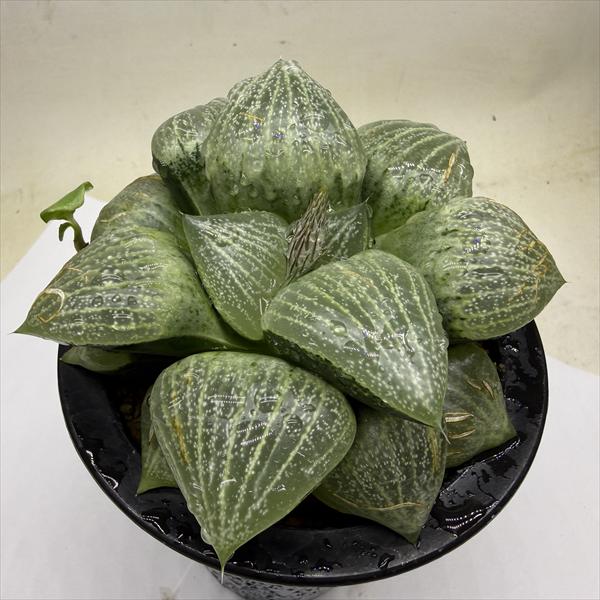 商品説明 白虎はつるりとした大きい肉厚葉のハオルチア。大きくなりそうで期待できます。 科目：ツルボラン科(ユリ科)　 ハオルチア属 　原産地：南アフリカ 撮影：2026年1月20日 ＊写真の現品をお届けします。 サイズ 本体幅：約11cm　...