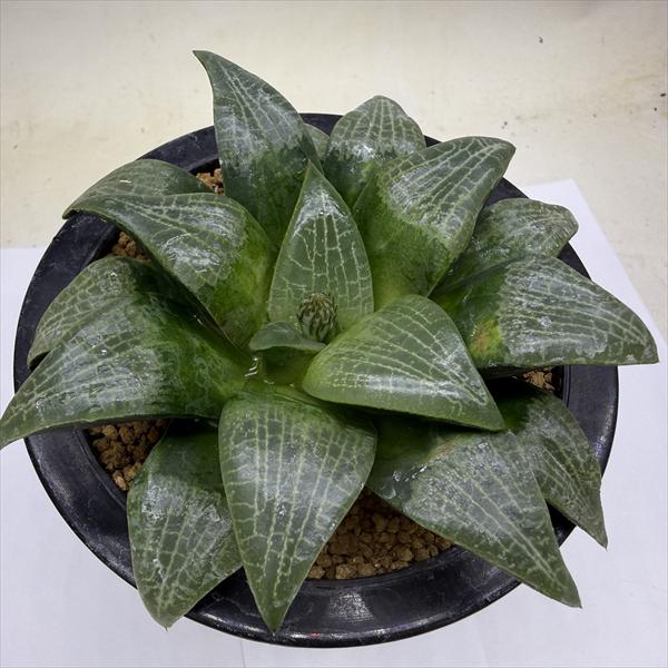 商品説明 ジパングはピカピカのガラスのような窓をもつハオルシアです。 科目：ツルボラン科(ユリ科)　 ハオルチア属 　原産地：南アフリカ 撮影：2026年1月21日 ＊写真の現品をお届けします。 サイズ 本体幅：約12cm　 樹高：約4cm...