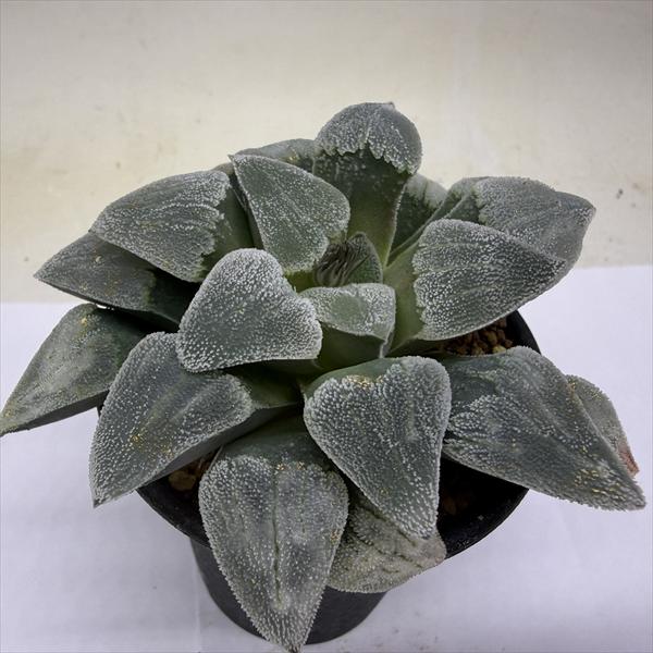 商品説明 白くけば立ったザラザラ窓が特徴的ハオルシア ピグマエア。ザラザラの密度が高く、美しいです。 科目：ツルボラン科(ユリ科)　 ハオルチア属 　原産地：南アフリカ 撮影：2026年1月21日 ＊写真の現品をお届けします。 サイズ 本体...