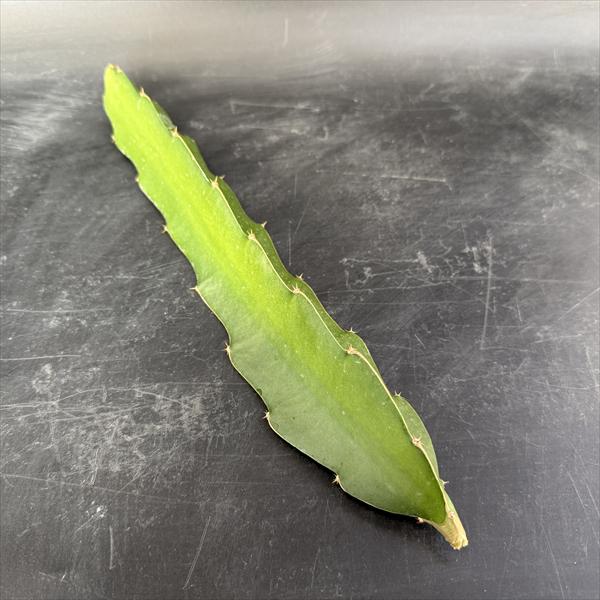 商品説明 接ぎ木の台木として活躍することが多い三角柱。1本カットしてお届けします。 切り口をよく乾かしてから土に植えてください。 暑さ寒さに強く、地植えでもお育ていただけます。 大きく育つと白いお花が咲きます。 剪定して大きさを調整すること...