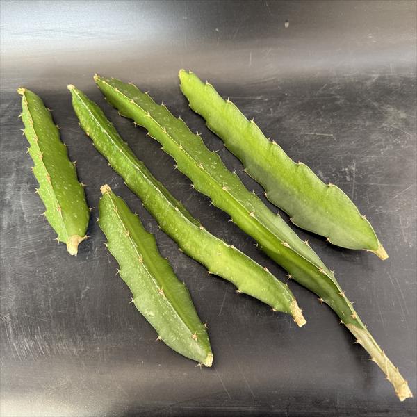 商品説明 接ぎ木の台木として活躍することが多い三角柱。カットしてお届けします。お得な5本セットです。 切り口をよく乾かしてから土に植えてください。 暑さ寒さに強く、地植えでもお育ていただけます。 大きく育つと白いお花が咲きます。 剪定して大...