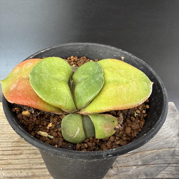 商品説明 分厚い葉を重ねるガステリア 臥牛。ざらっとした葉を対に展開させます。幅広厚葉でむっちりした葉姿がかわいらしいです。 科目：ツルボラン科(ユリ科)　 ガステリア属 　原産地：南アフリカ 撮影：2026年1月29日 ＊写真の現品をお届...