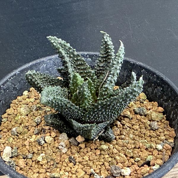 商品説明 スカブラは、硬葉系ハオルシアで、ざらりとしたマットな質感の葉が特徴です。 成長はゆっくりです。愛好家I氏の作出で、ごつごつざらざらした黒い葉が美しい株です。 科目：ツルボラン科(ユリ科)　 ハオルチア属 　原産地：南アフリカ 撮影...