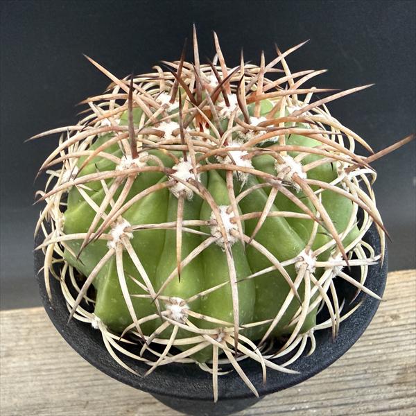 商品説明 丸いボディに白っぽい帽子のような花座を乗せる、メロカクタスの仲間です。 弊社多肉植物担当スタッフ赤松の実生です。 科目：サボテン科 　メロカクタス属　原産地：ブラジル 撮影：2026年2月8日 ※数量ものの為、写真と若干形状が異な...