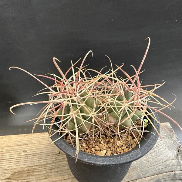 商品説明 ピンク色の豪快な刺を持つ鯱頭。 刺が密生しきれいなダブルヘッドの株です。 弊社多肉担当のスタッフ赤松の実生です。 科目：サボテン科 　フェロカクタス属　　原産地：米国南部〜メキシコ 撮影：2026年2月8日 ＊写真の現品をお届けし...