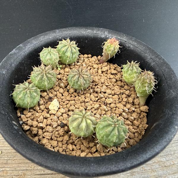 商品説明 丸っこいユーフォルビア、人気のバリダの実生です。 どんどん丸くぽってりと大きくなり、お花を咲かせます。実生苗です。まだ赤ちゃん苗ですが、成長が楽しみです！バリダ10個でお得、1鉢でお届けします。 科目：トウダイグサ科　ユーフォルビ...