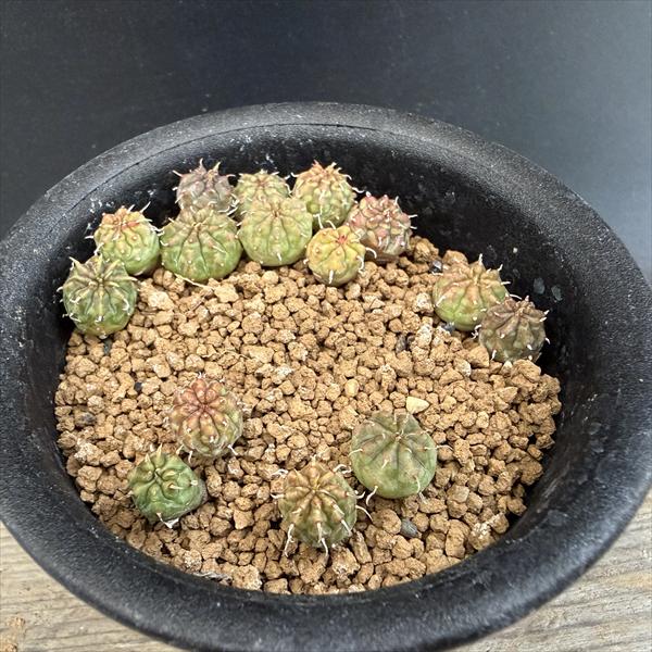 商品説明 丸っこいユーフォルビア、人気のバリダの実生です。 どんどん丸くぽってりと大きくなり、お花を咲かせます。実生苗です。まだ赤ちゃん苗ですが、成長が楽しみです！バリダ15個でお得、1鉢でお届けします。 科目：トウダイグサ科　ユーフォルビ...