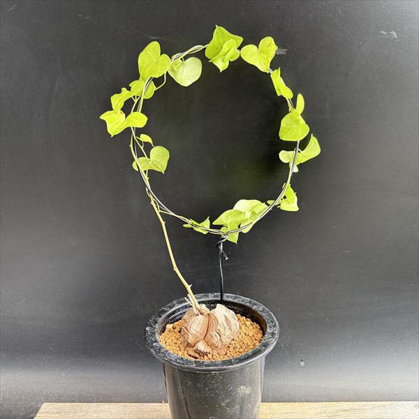 商品説明 ガメラの甲羅のようなデコボコが人気のコーデックス、ディオスコレア・エレファンティペス。亀甲竜という名前で呼ばれています。 冬型塊根植物の代表種です！ 大きくなるにつれて、株のデコボコが深く大きくなり、迫力満点！ 科目：ヤマノイモ科...