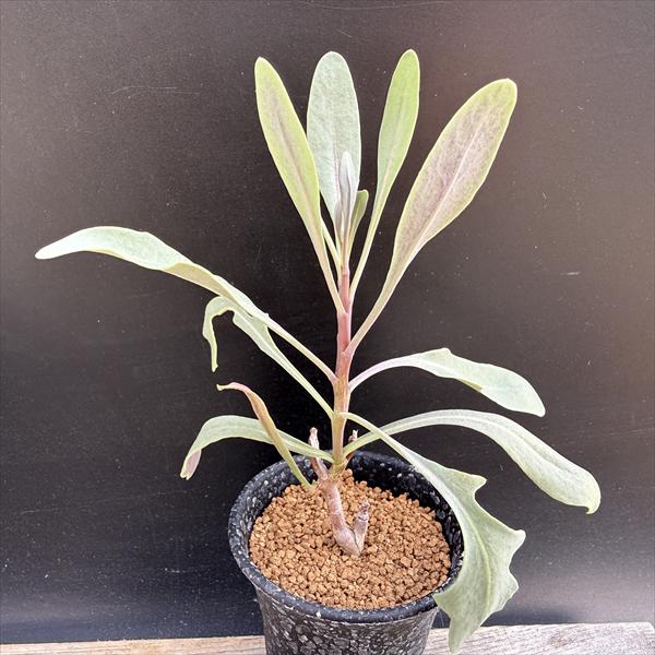 商品説明 小型の冬型コーデックス、オトンナ　パキポダ。挿し木です。発根していて元気です。黄色い菊のようなお花を咲かせます。 日本の気候にもある程度適応しやすく、お育ていただきやすいコーデックスです。 科目：キク科　オトンナ属　原産地：南アフ...