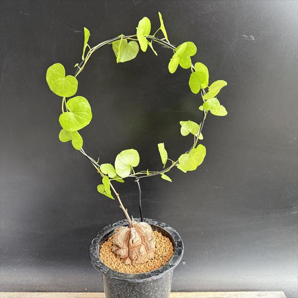 商品説明 ガメラの甲羅のようなデコボコが人気のコーデックス、ディオスコレア・エレファンティペス。亀甲竜という名前で呼ばれています。 冬型塊根植物の代表種です！ 大きくなるにつれて、株のデコボコが深く大きくなり、迫力満点！ 科目：ヤマノイモ科...