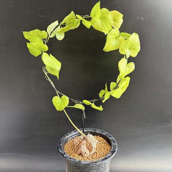 商品説明 ガメラの甲羅のようなデコボコが人気のコーデックス、ディオスコレア・エレファンティペス。亀甲竜という名前で呼ばれています。 冬型塊根植物の代表種です！ 大きくなるにつれて、株のデコボコが深く大きくなり、迫力満点！ 科目：ヤマノイモ科...