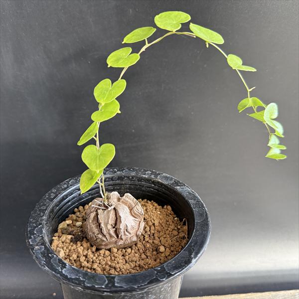 商品説明 ガメラの甲羅のようなデコボコが人気のコーデックス、ディオスコレア・エレファンティペス。亀甲竜という名前で呼ばれています。 冬型塊根植物の代表種です！ 大きくなるにつれて、株のデコボコが深く大きくなり、迫力満点！ 科目：ヤマノイモ科...