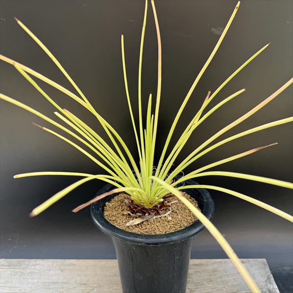 商品説明 細長くしなやかな葉を展開させるアガベ　ジェミニフローラ。 フィラメントのクルクルも成長とともにたくさん出てきます。 株元がしっかりしており、見ごたえあるサイズです。 科目：リュウゼツラン科 　アガベ属 　　原産地：メキシコ撮影：2...