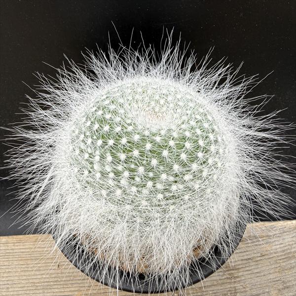商品説明 高砂は、メキシコの乾燥地に自生するサボテンの仲間で、白く長いとげに覆われます。 モコモコふわふわの白いとげは思わずなでたくなってしまうほど！ 科目：サボテン科 　マミラリア属　　原産地：メキシコ 撮影：2026年2月27日 ※数量...