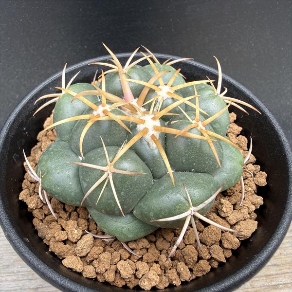 商品説明 コリファンタ象牙丸は、モコモコと濃い緑の丸みを帯びたこぶを連ねる品種です。カキコで元気な株です。 科目：サボテン科 　コリファンタ属　原産地：メキシコ中部 撮影：2026年3月6日 ※数量ものの為、写真と若干形状が異なる場合がござ...