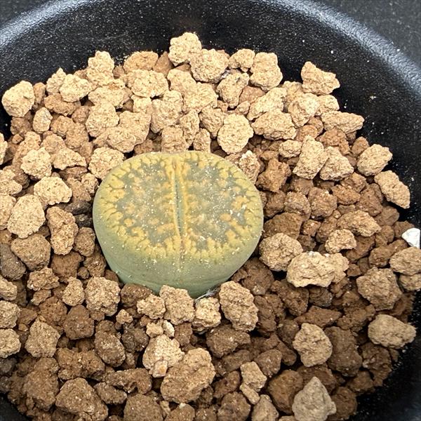 商品説明 ぷっくりとした可愛いシルエットの多肉植物です。 リトープスはこのユニークな葉型・多彩な色の美しさから「生きる宝石」と呼ばれています。 古い葉が割れ、脱皮をして成長します。「玉型メセン」とも呼ばれます。 冬型植物で、秋の生育期に花を...