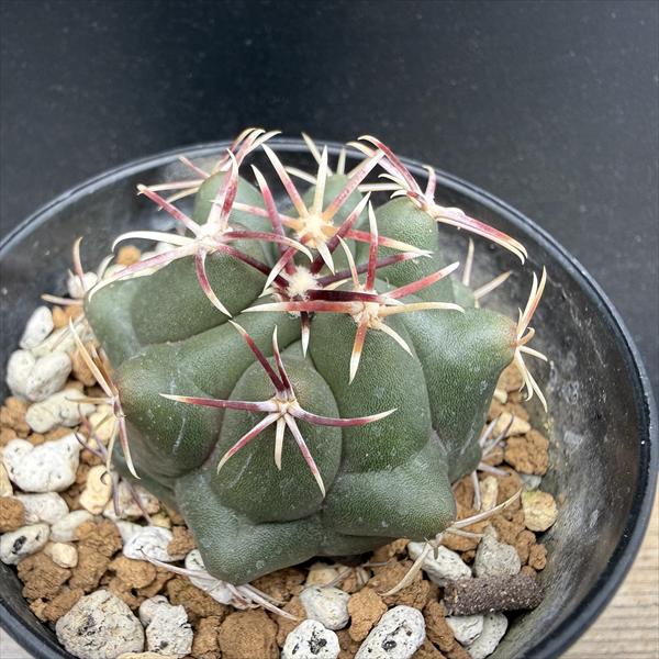 商品説明 とげがりりしい紅鷹は、昔からファンの多いサボテンです。実生株で本体もハリがあり元気です。 お花は大輪ピンクです。 科目：サボテン科 　テロカクタス属　原産地：メキシコ・チワワ州、コアウイラ州 撮影：2026年3月1日 ＊写真の現品...