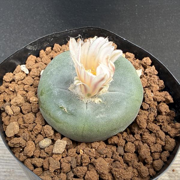 商品説明 アルベルト・ヴォイテフィーはロフォフォラの中でも希少な小型種。 実生株で開花サイズです。 科目：ロフォフォラ属 　原産地：アメリカ合衆国南西部〜メキシコ中部 撮影：2026年3月12日 ＊写真の現品をお届けします。 サイズ 本体幅...