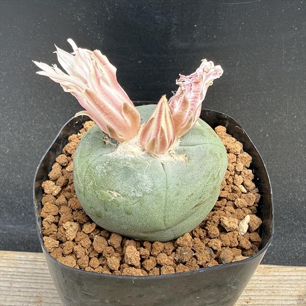 商品説明 アルベルト・ヴォイテフィーはロフォフォラの中でも希少な小型種。 実生株で開花サイズです。 科目：ロフォフォラ属 　原産地：アメリカ合衆国南西部〜メキシコ中部 撮影：2026年3月12日 ＊写真の現品をお届けします。 サイズ 本体幅...