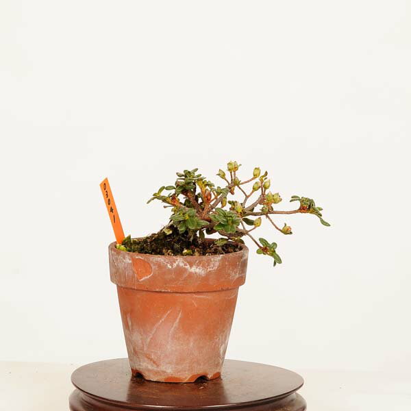 商品情報 樹種：深山霧島つつじ 品種：白雪 撮影日：2026年03月19日 常緑樹。 5月初旬に小ぶりで可愛い花が咲きます。 今は素焼き鉢なので見ごたえが分かりにくいですが、 お好みの盆栽鉢に植えてもらうと、かっこよくなります。 サイズ 樹...