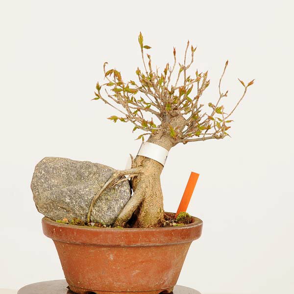 商品情報 樹種：楓（かえで） 撮影日：2026年03月19日 落葉樹。 春の芽出し、夏の新緑、秋の紅葉、冬の寒樹の姿、 四季の変化を感じさせてくれます。足元に石を抱えています。 今は素焼き鉢なので見ごたえが分かりにくいですが、 お好みの盆栽...