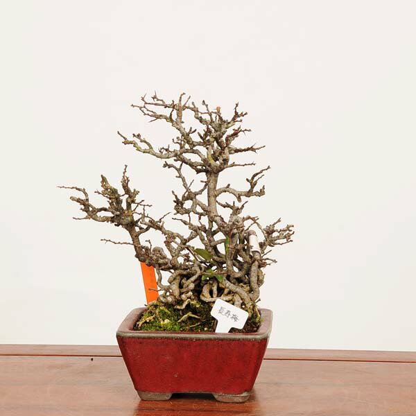 商品情報 樹種：長寿梅 撮影日：2026年03月19日 落葉樹。 長寿梅らしい自然味あふれる幹模様と枝数が魅力です。 春と秋に、小ぶりで愛らしい赤花が楽しめます。 サイズ 樹高：約19cm　横幅：約18cm　鉢径：約13cm 手入れ 水遣り...