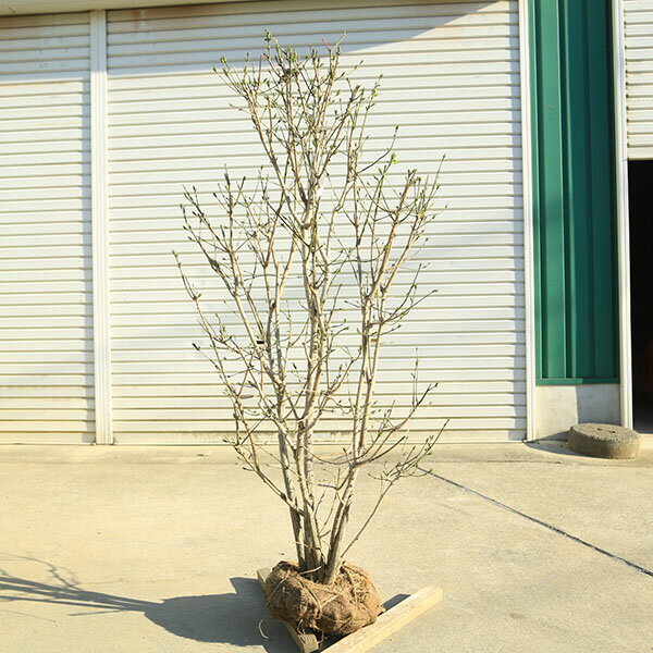 商品説明落葉樹。桃色の実から赤い種が美しい適応力の高い木です。撮影：3月＊マユミ　オス木の苗（15-20cm）程度に苗が同梱されます。＊写真の現品限りとなります。＊季節により状態は異なります。お花や実が必ず付いているとは限りません。＊北海道...