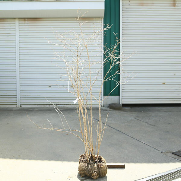 商品説明スイカズラ科　落葉低木　ウグイスノキ春になるとラッパ状の小さなお花が咲きます。枝が密に出てやわらかく広がります。撮影：2月＊写真の現品商品となります。＊ポットに植え替えてお届けとなる場合がございます。＊季節により状態は異なります。　...