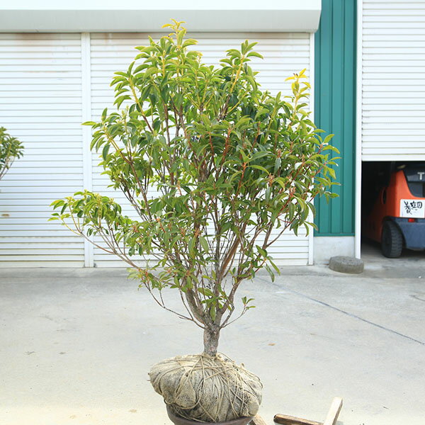 商品説明 ツツジ科　カルミア属　常緑低木　開花時期：5〜6月 撮影日：3月　 5−6月ごろに金平糖のような蕾から皿のように開く独特なお花が特徴です。 本種は赤花種と白花種が合体した紅白のお花が咲く縁起の良い一品です。 ＊写真の現品商品となり...