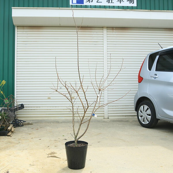 商品説明 ウルシ科　ハグマノキ属 撮影日：3月　 春から夏にかけて煙のようなお花が楽しめる人気樹種。 グリーンボールは大人気のグリーン、白花系品種です。 咲き始めはうっすらと桃色を帯びていて、次第に美しい白系のお花になります。 ＊現品一点限...