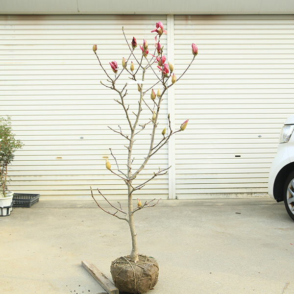 9480oh商品説明樹種：ニシキモクレン落葉高木樹ハクモクレンと紫モクレンの交雑種で、花の裏の白色と花表の紫色のコントラストが美しい品種です。撮影：3月＊写真の現品商品のお届けとなります。＊お花はついていない場合がありますので、ご了承くださ...